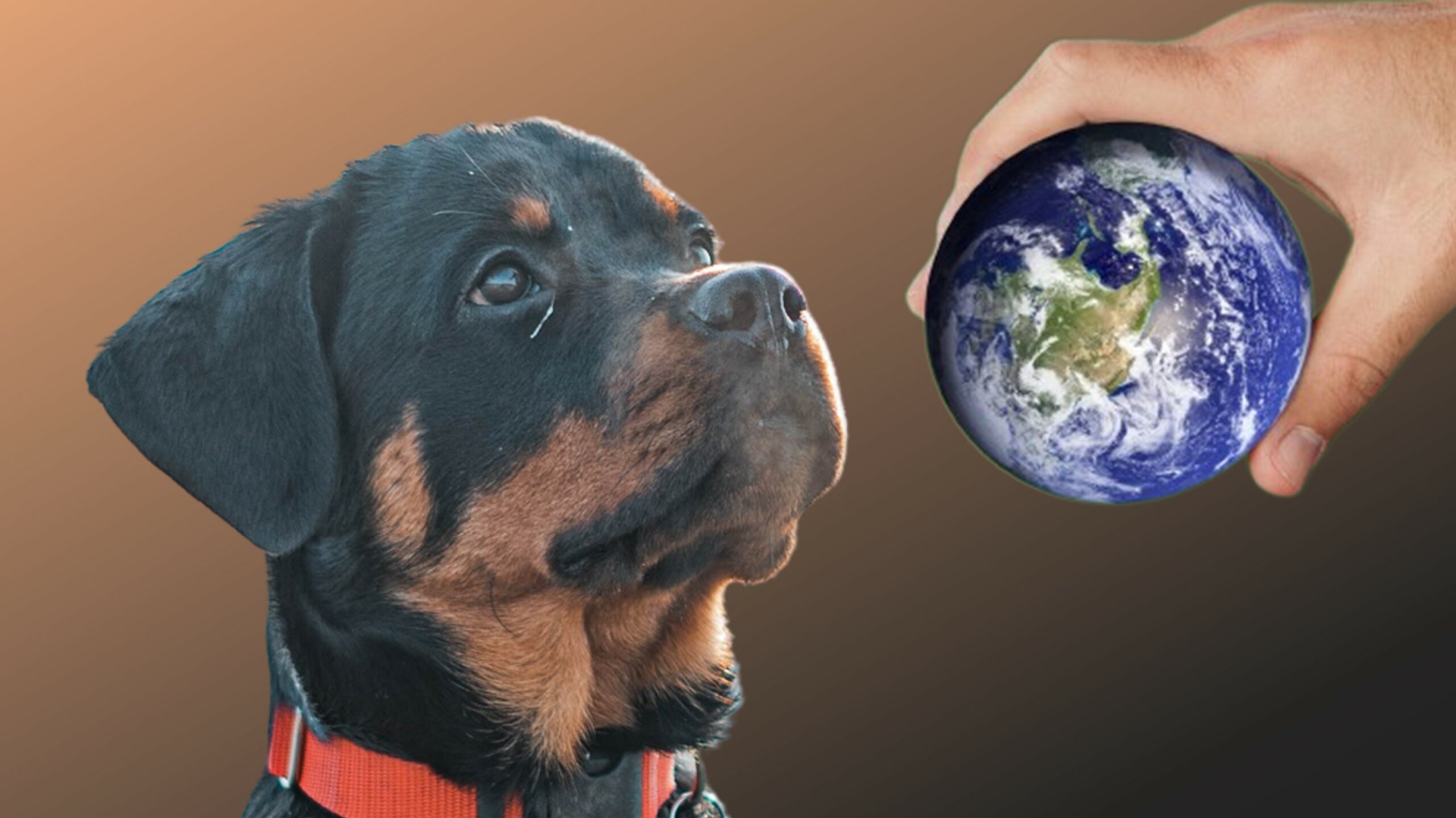 Mehrsprachige ROTTWEILER.APP kommt! - ROTTWEILER.APP